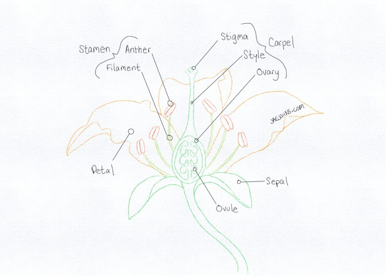 8 Tips to Create Simple Flower Drawings (For Beginners)
