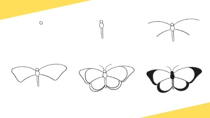 How to Draw a Butterfly (10 Easy Steps)