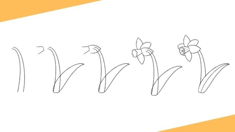 Step by Step to Draw a Daffodil in Minutes