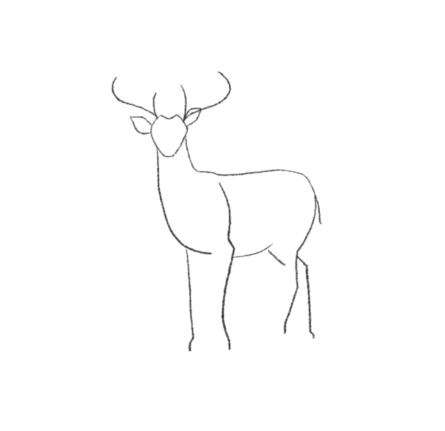 How to Draw a Deer (Easy Step by Step with Pictures)