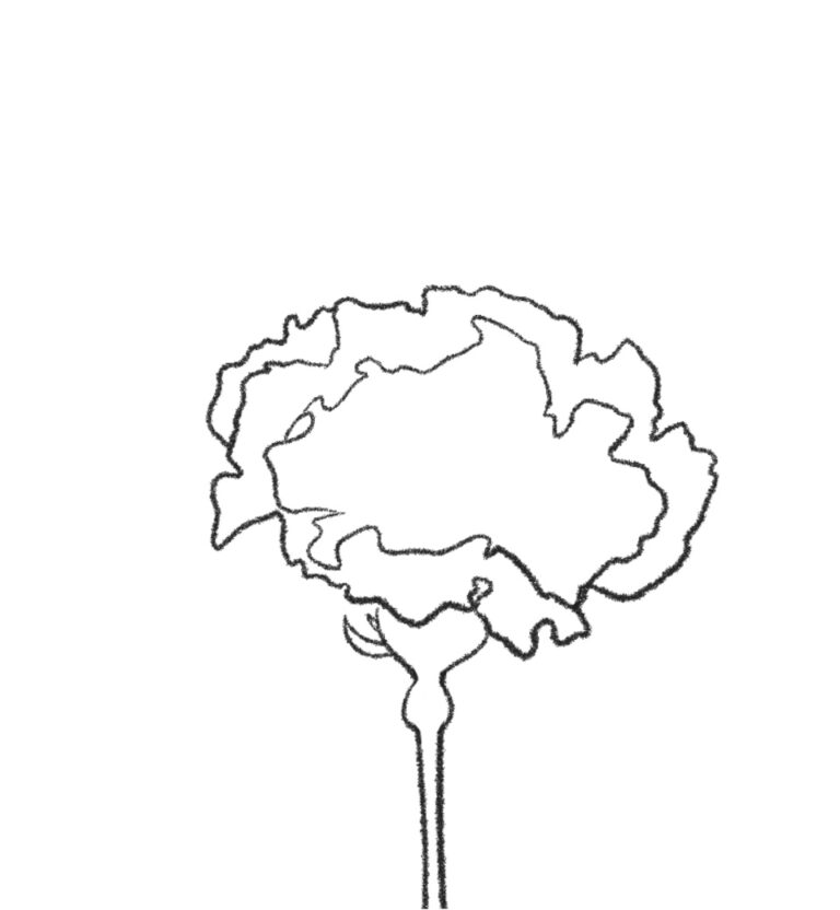 How to Draw a Carnation in a Few Simple Steps