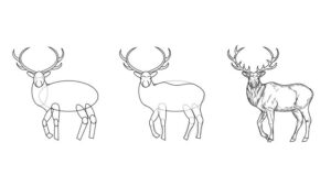 How to Draw an Elk in 5 Easy Steps
