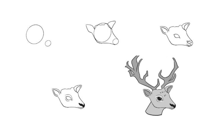 How to Draw a Deer Head in 8 Easy Steps