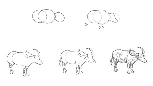 How to Draw a Realistic Buffalo | 5 Easy Steps