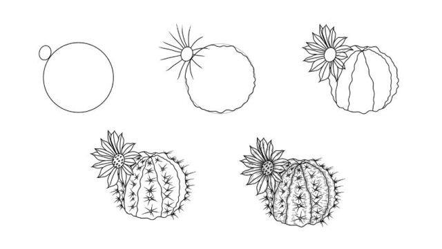 How to Draw a Realistic Cactus Flower (5 Easy Steps)