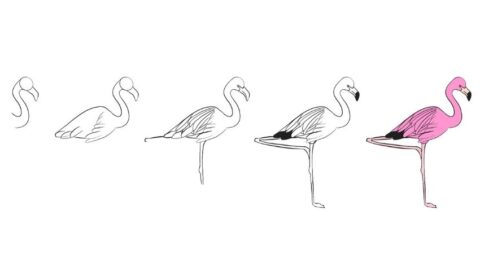 How to Draw a Flamingo Step-by-Step