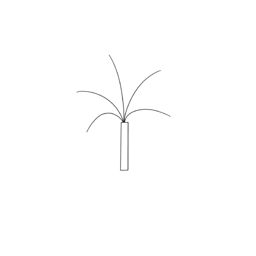 How to Draw a Realistic Palm Tree