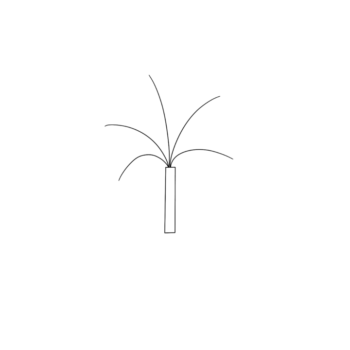How to Draw a Realistic Palm Tree