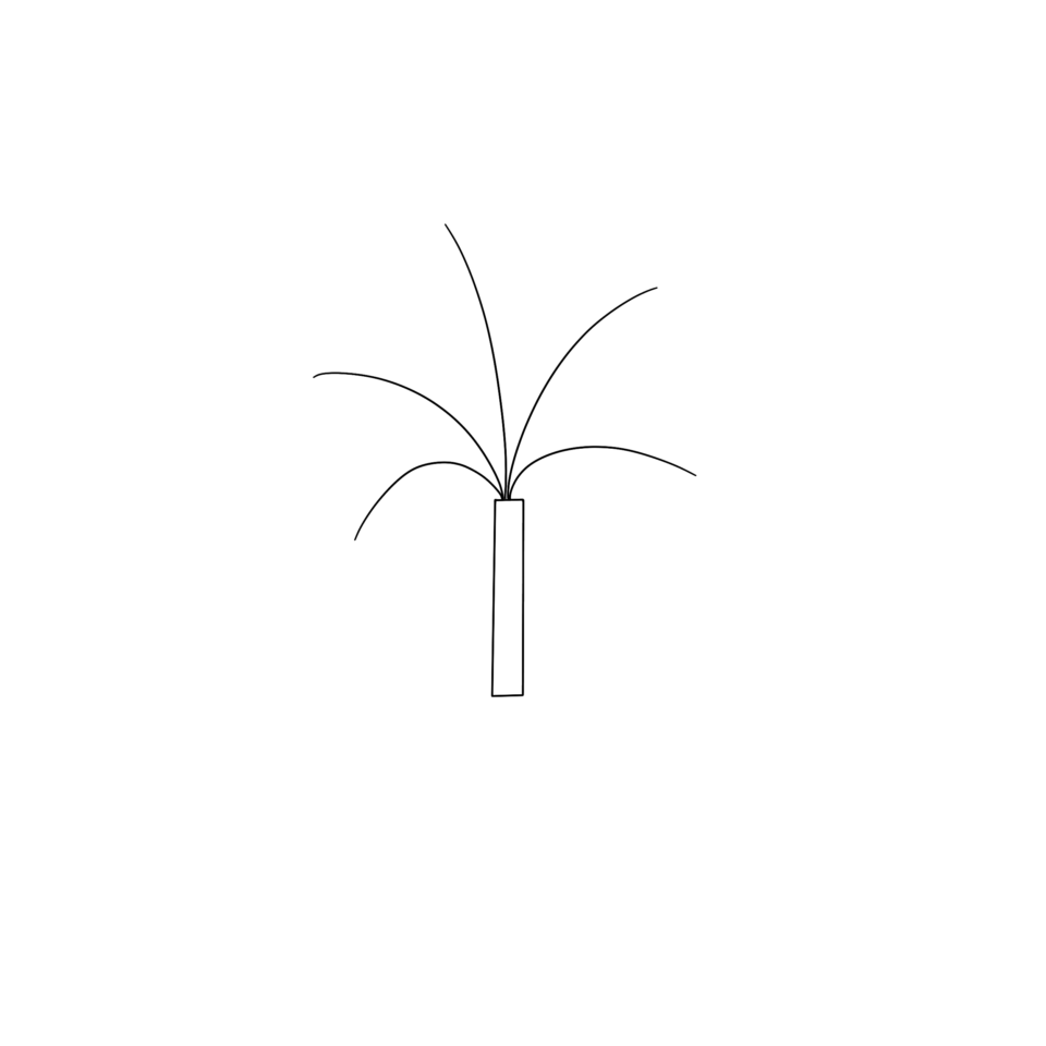 How to Draw a Realistic Palm Tree