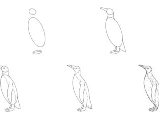 How to Draw a Realistic Buffalo | 5 Easy Steps - Jae Johns