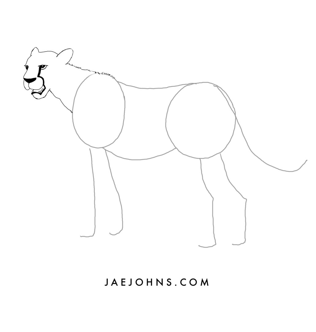 How to Draw a Cheetah