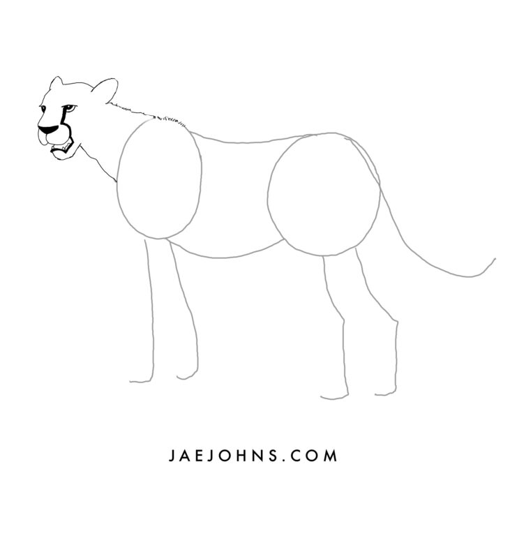 How to Draw a Cheetah