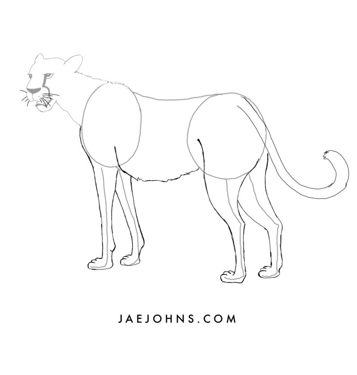 How to Draw a Cheetah