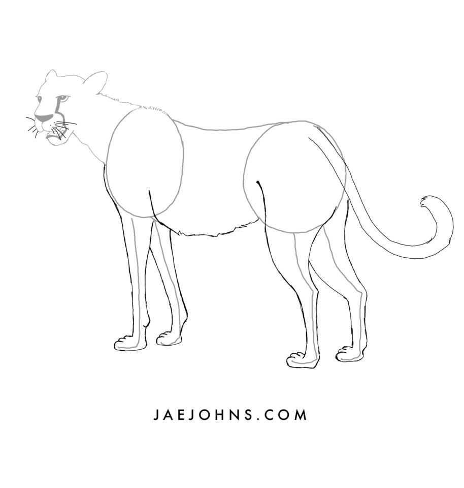 How to Draw a Cheetah