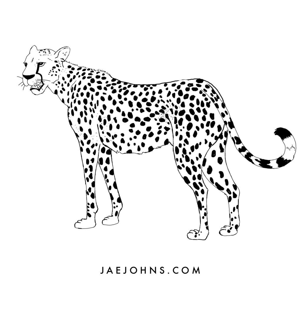 How to Draw a Cheetah