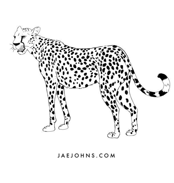 How to Draw a Cheetah