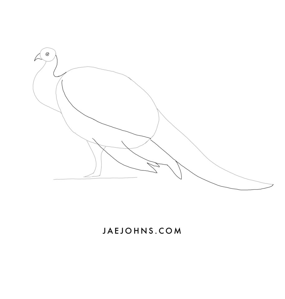 How to Draw a Peacock