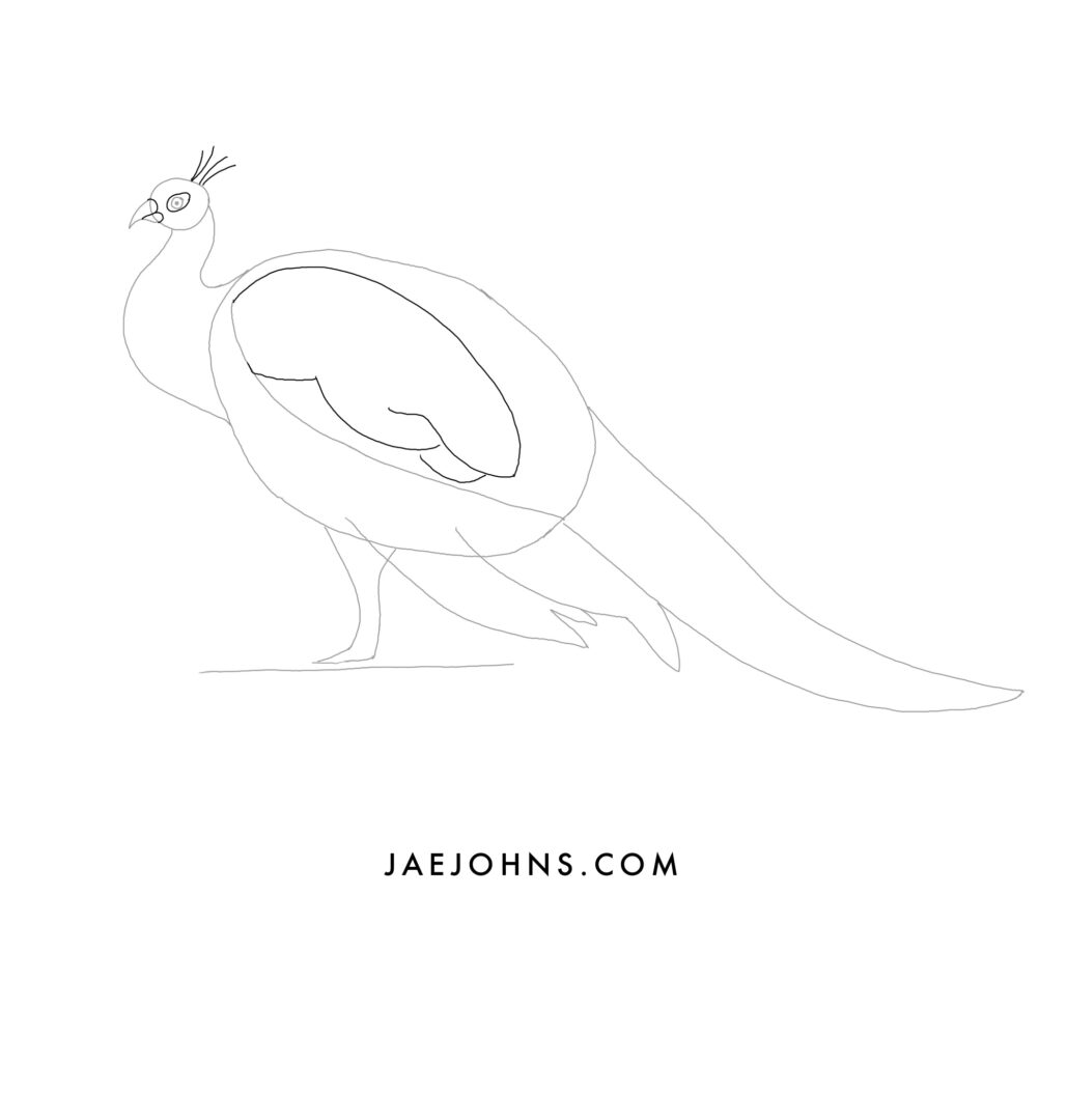 How to Draw a Peacock