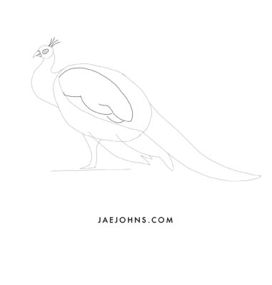 How to Draw a Peacock