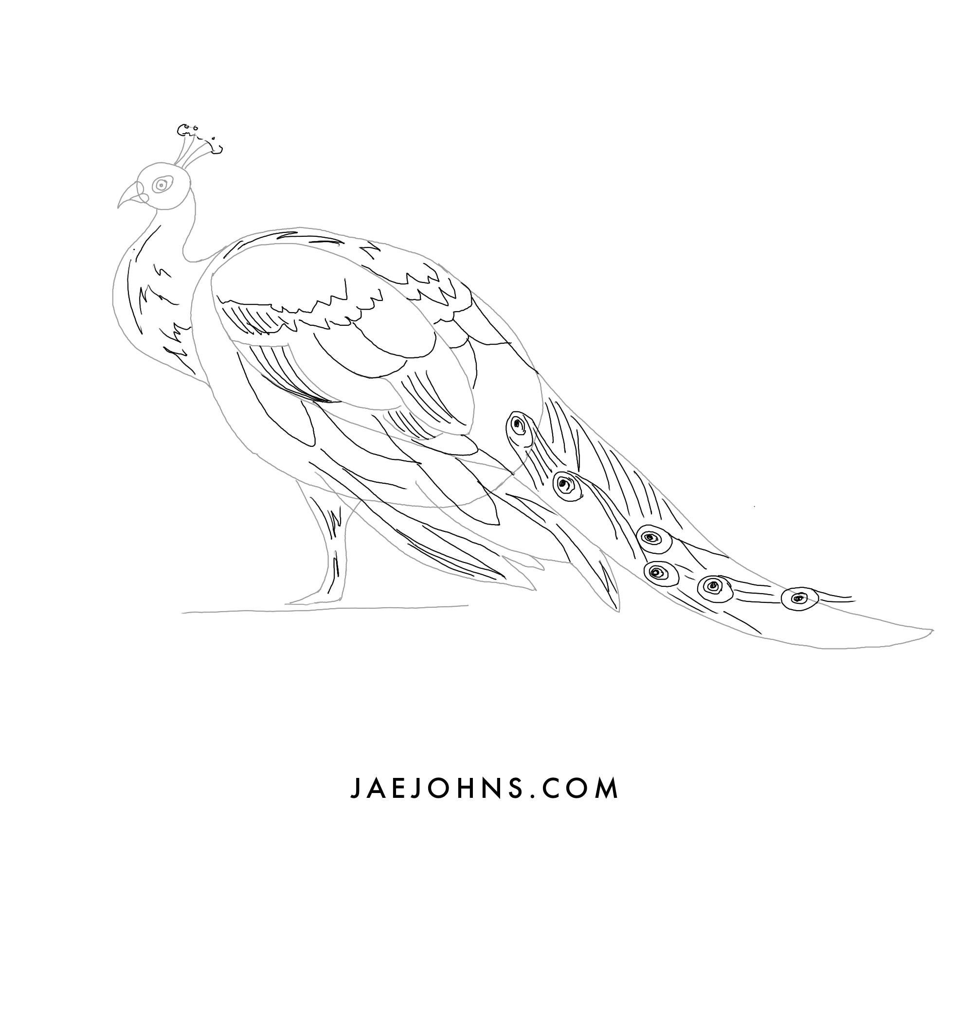 How to Draw a Peacock