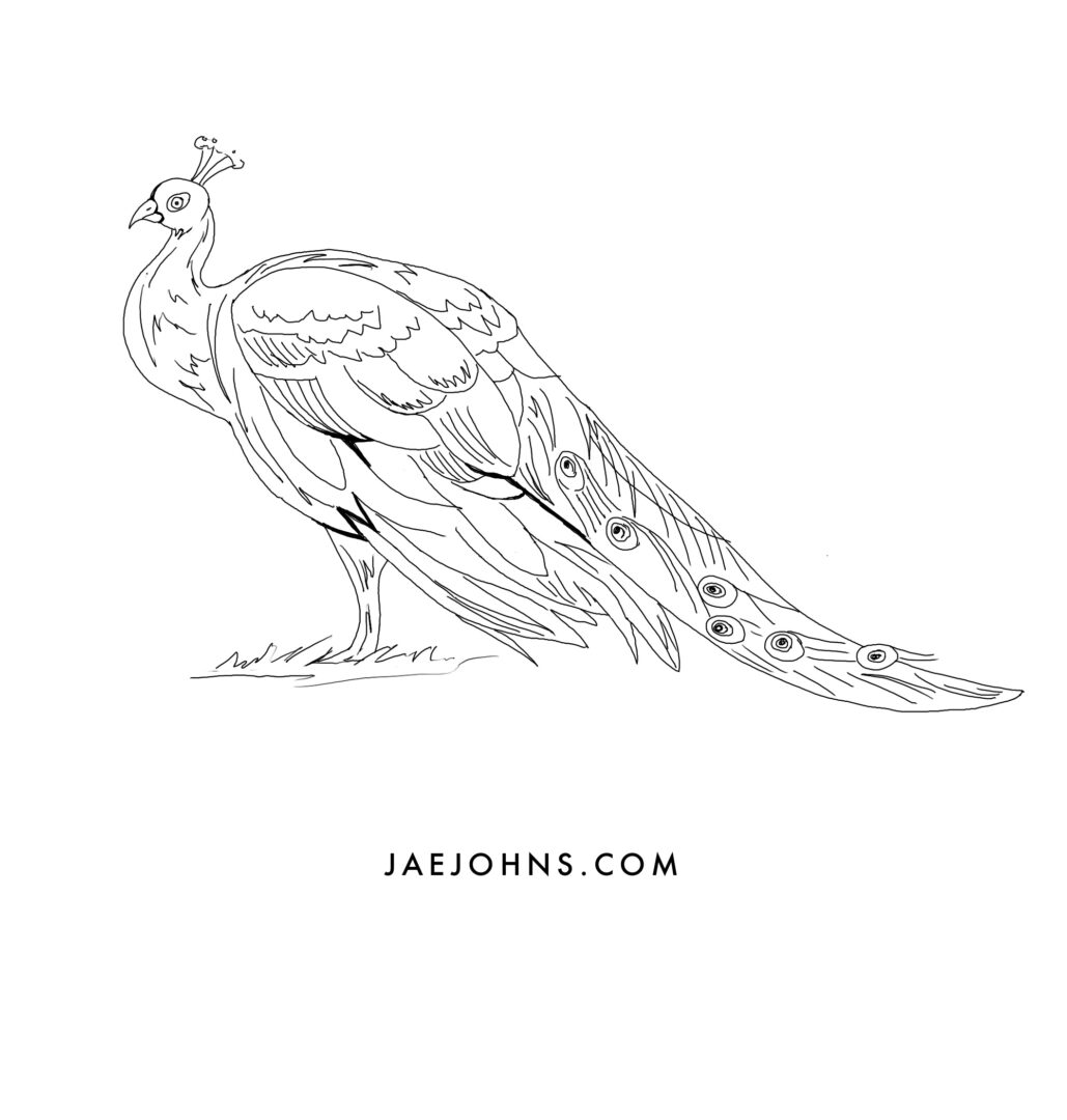 How to Draw a Peacock