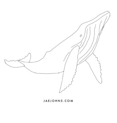 How to Draw a Whale