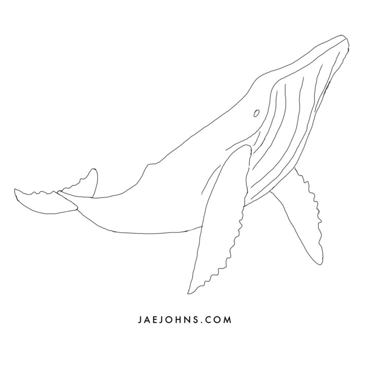 How to Draw a Whale