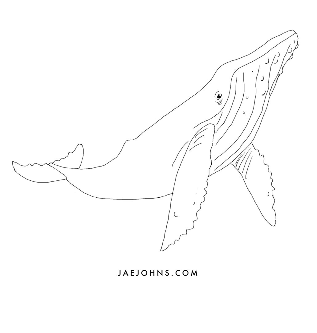 How to Draw a Whale