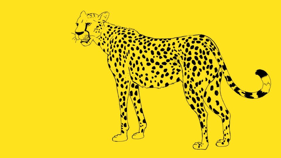 How to Draw a Cheetah