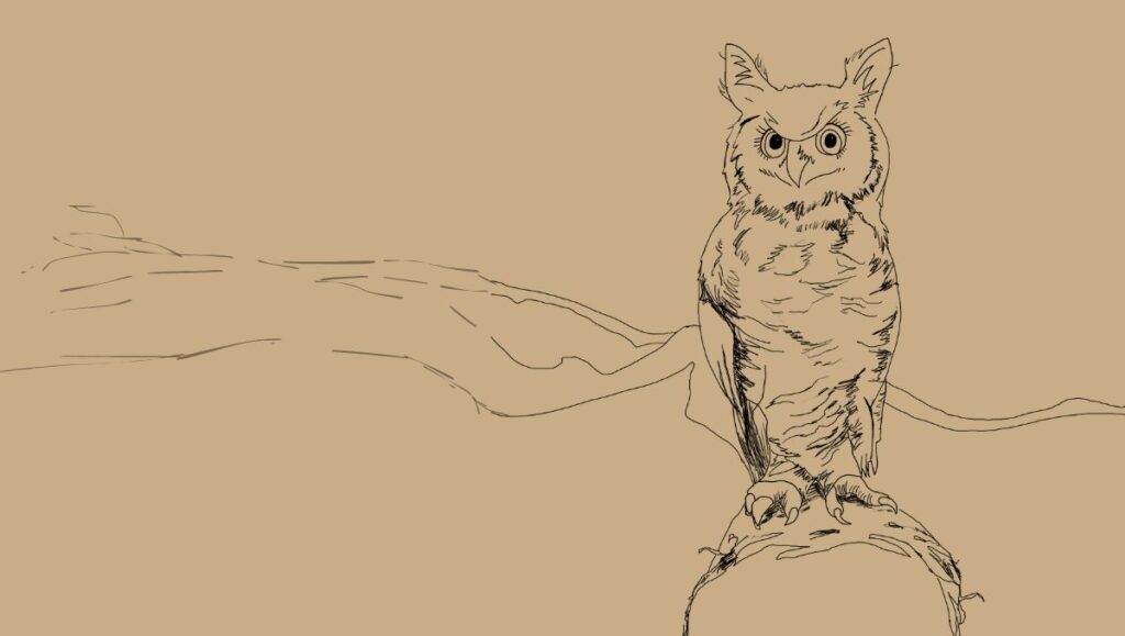 How to Draw an Owl