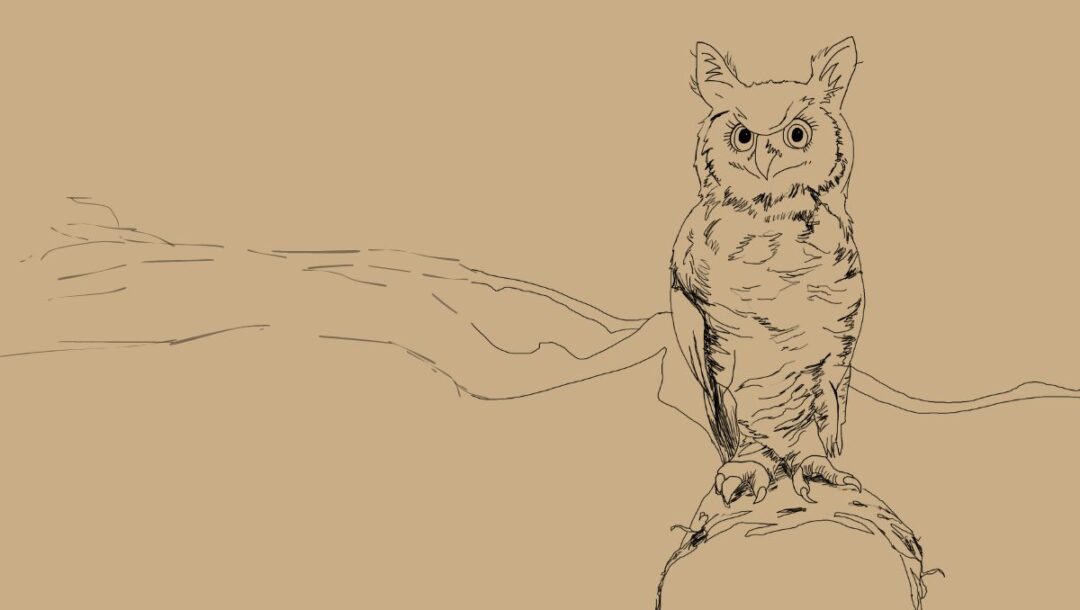 How to Draw an Owl