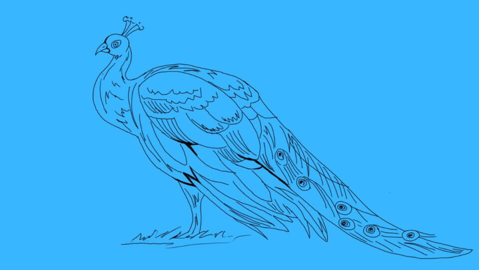 How to Draw a Peacock