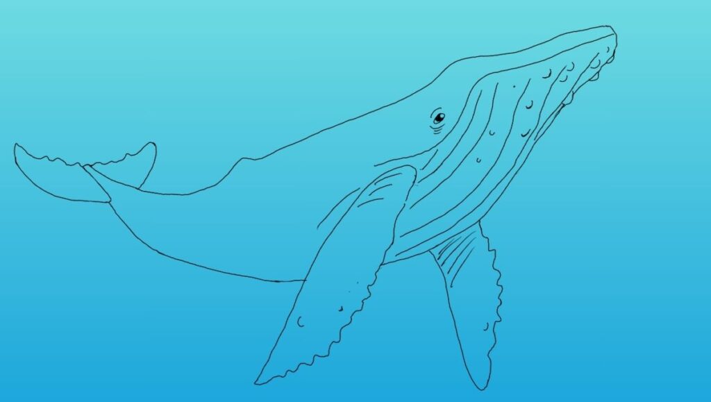 How to Draw a Whale