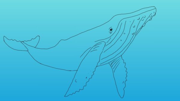 How to Draw a Whale