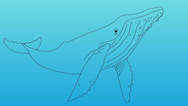 How to Draw a Whale