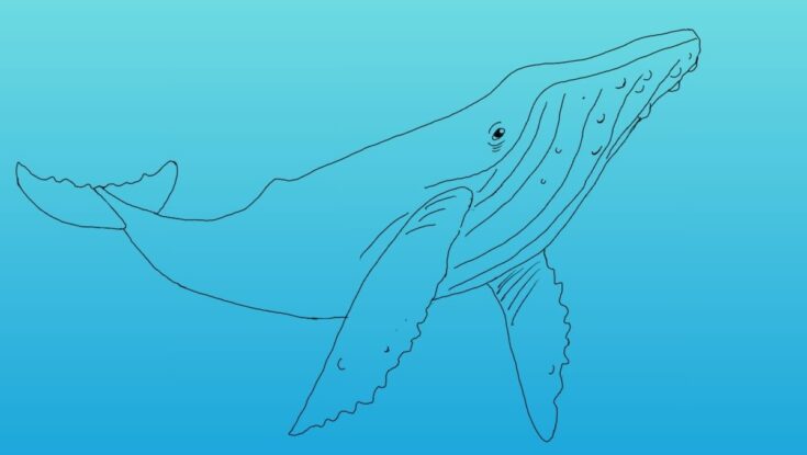 How to Draw a Whale