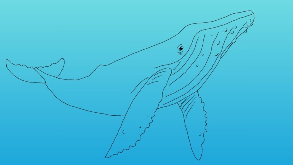 How to Draw a Whale
