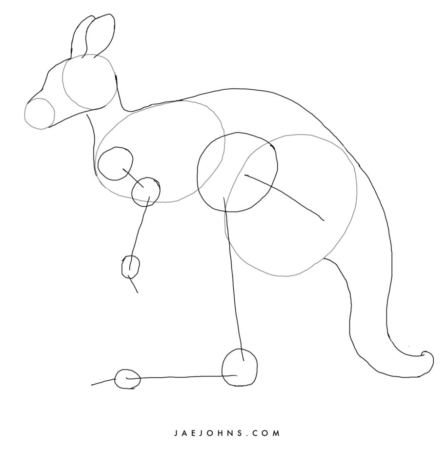 5 Easy Steps to Draw a Kangaroo