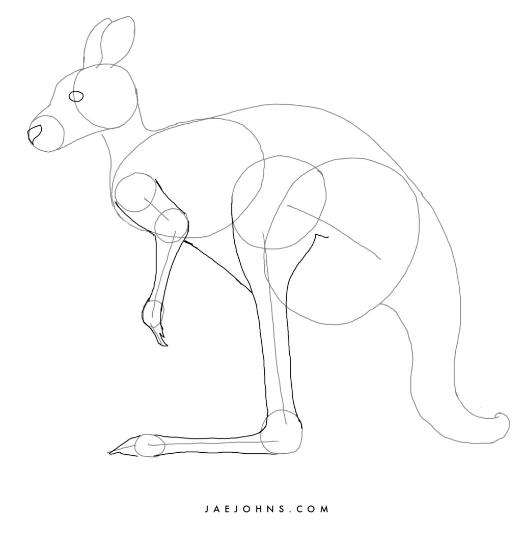 5 Easy Steps to Draw a Kangaroo