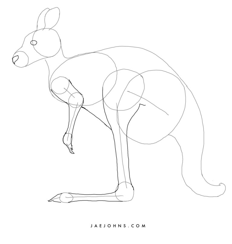 5 Easy Steps to Draw a Kangaroo