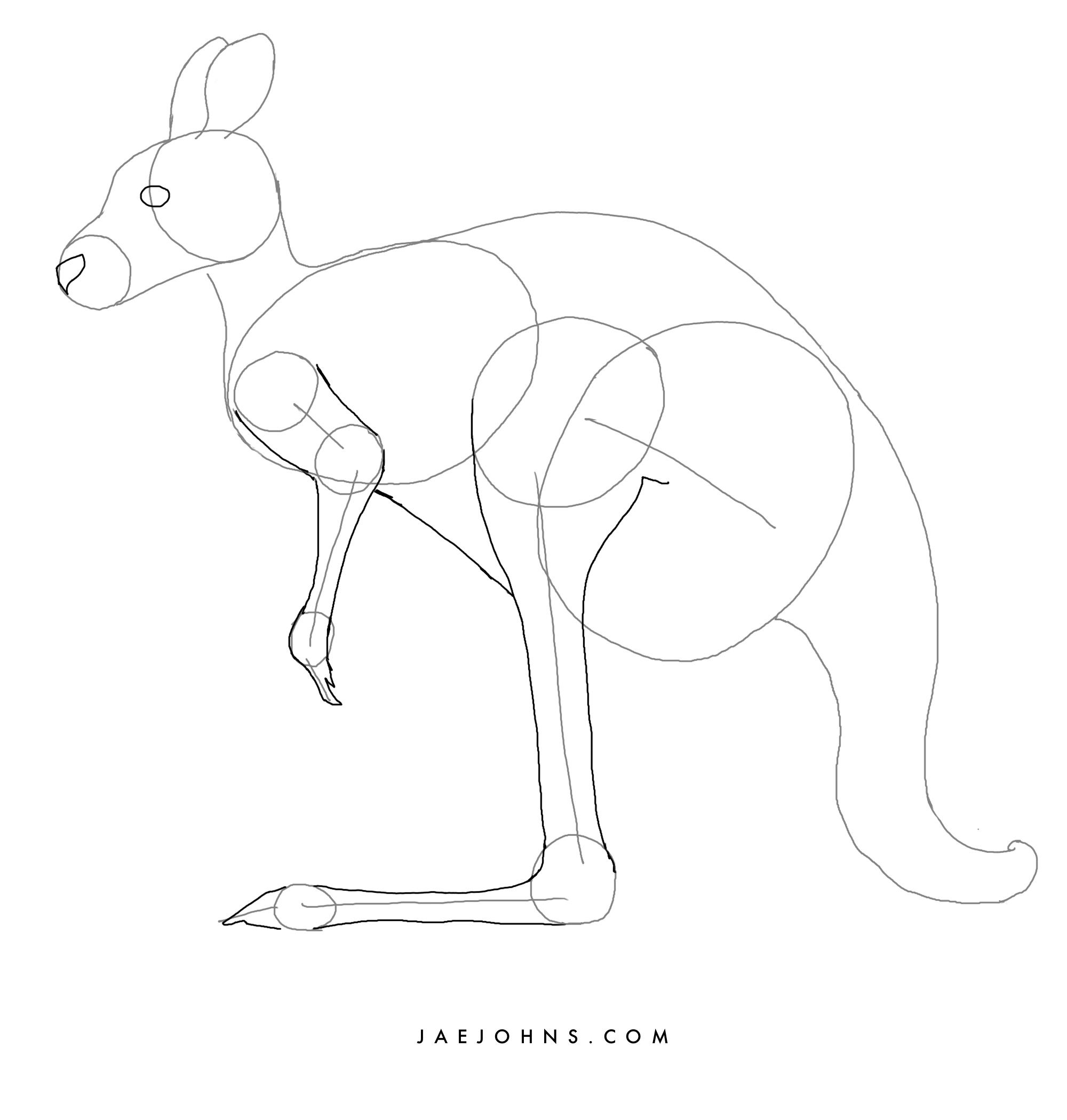 5 Easy Steps to Draw a Kangaroo