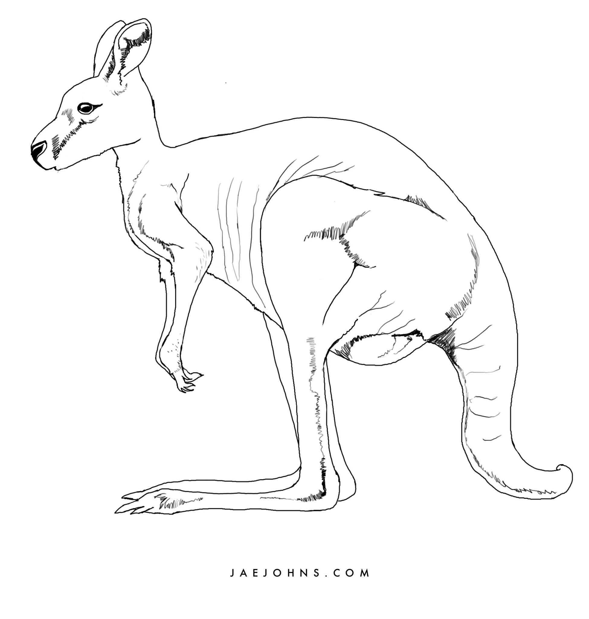 5 Easy Steps to Draw a Kangaroo