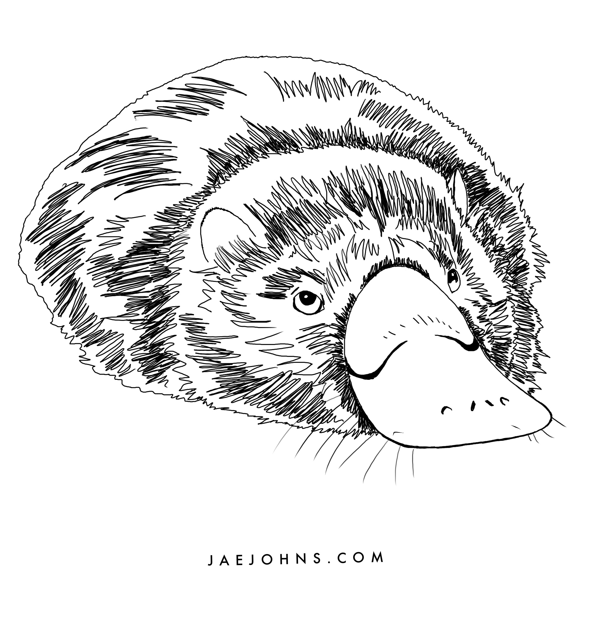 5 Easy Steps to Draw a Platypus