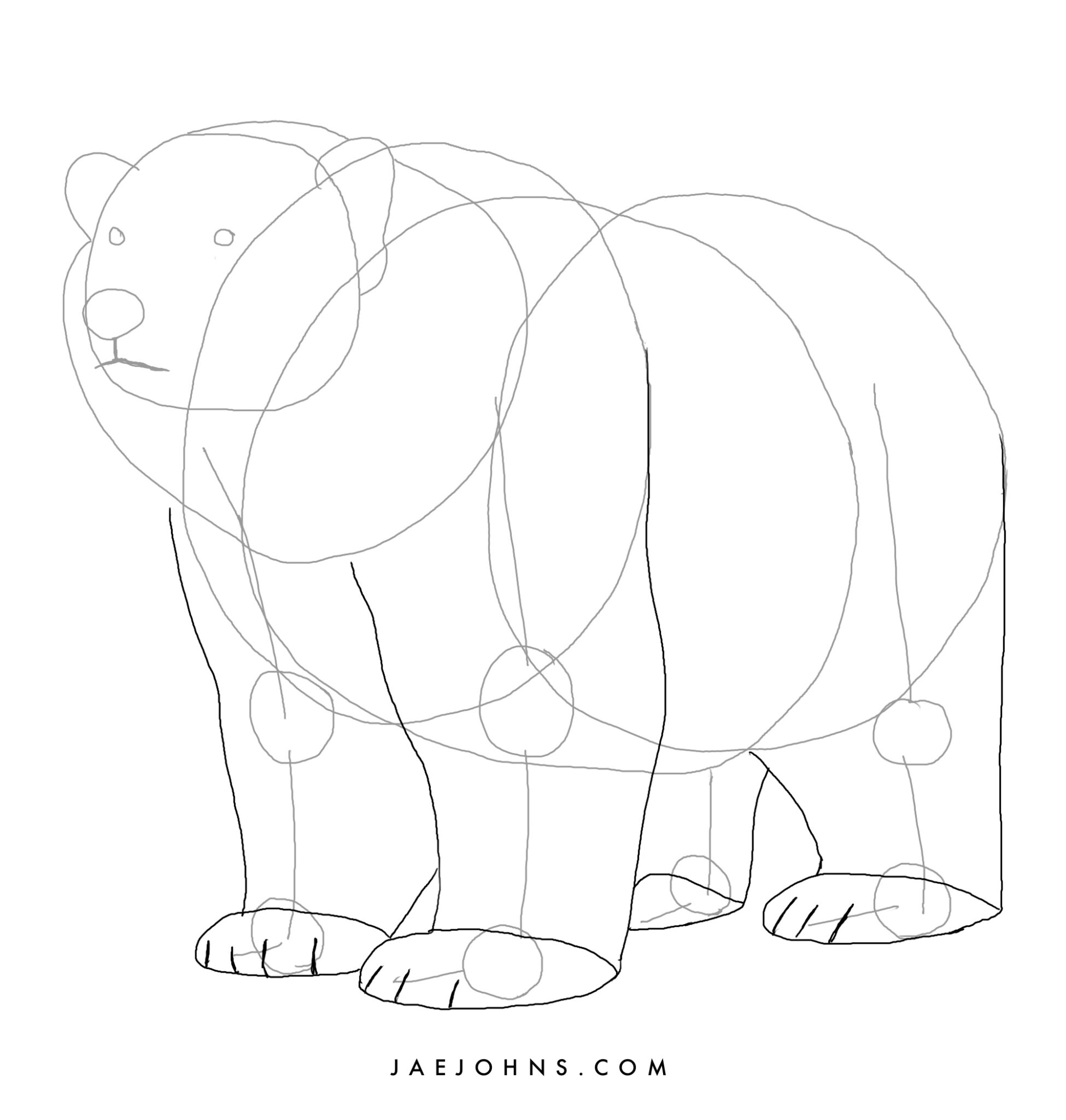 5 Steps to Draw a Polar Bear