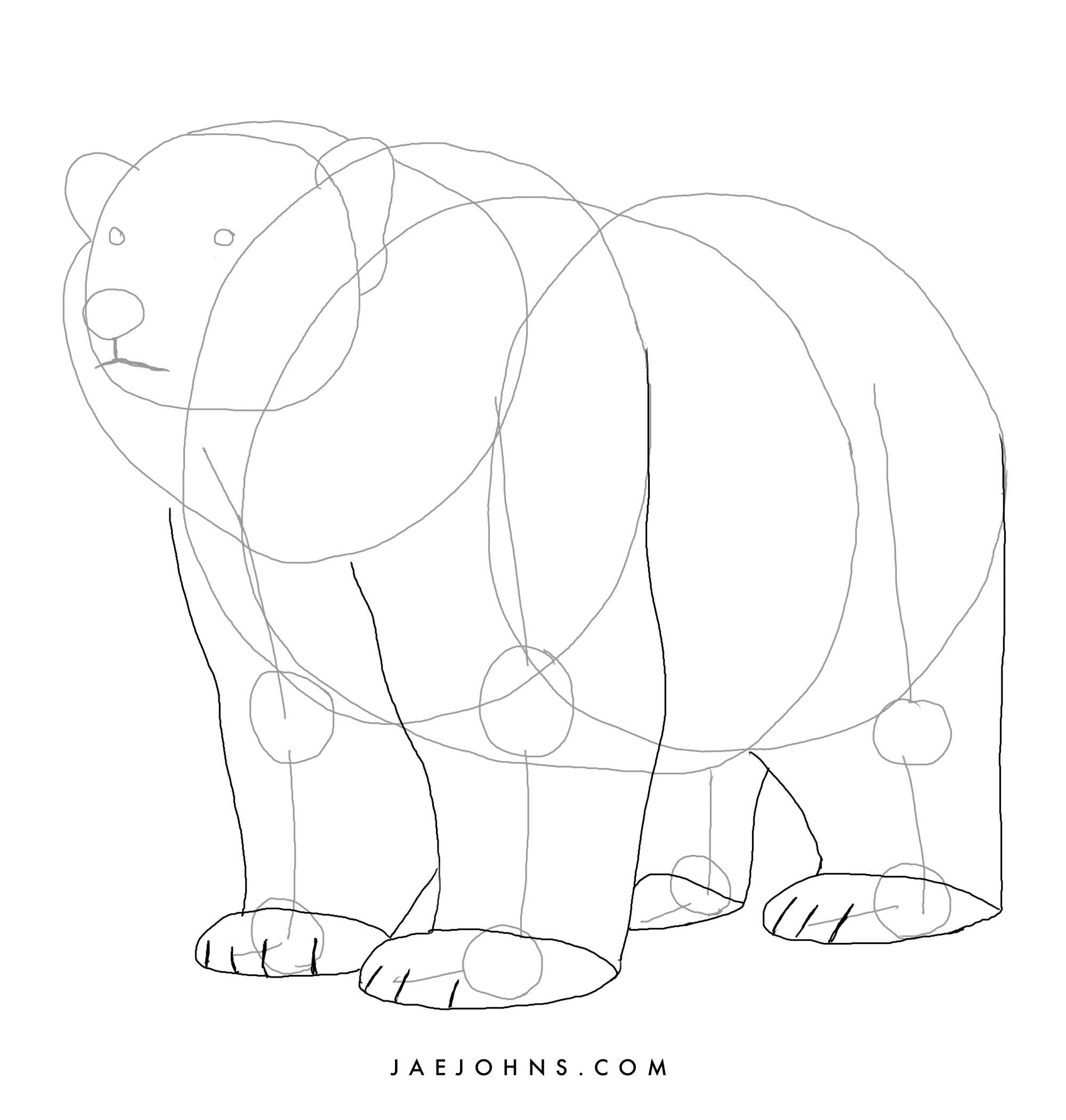 5 Steps to Draw a Polar Bear