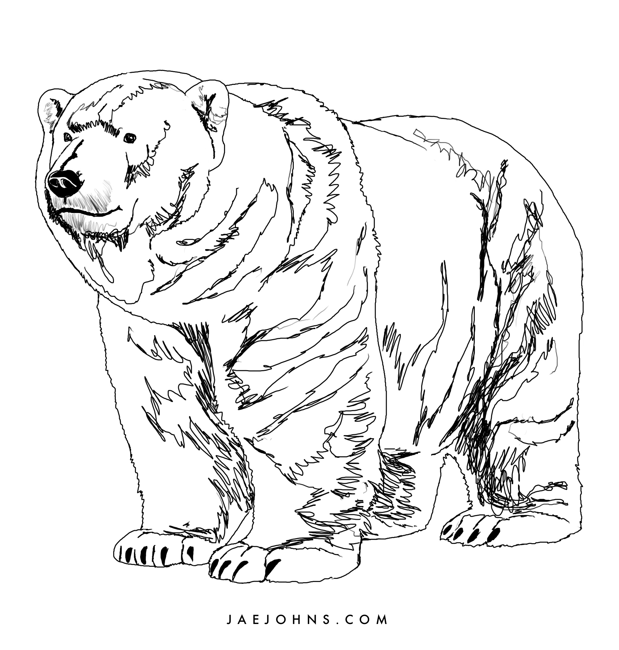5 Steps to Draw a Polar Bear