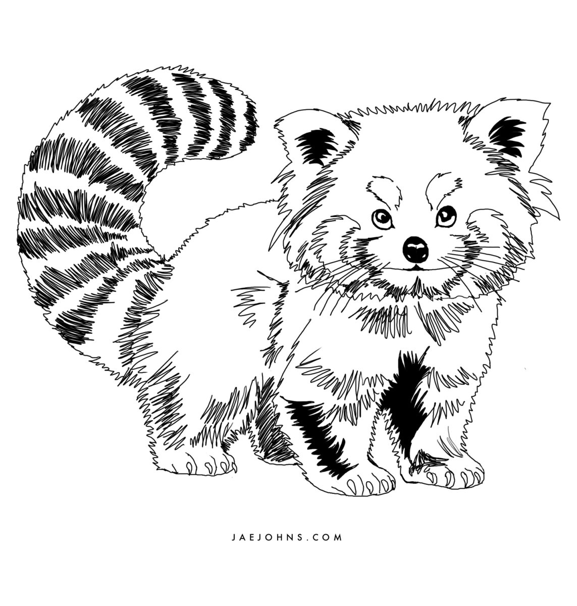 How to Draw a Red Panda