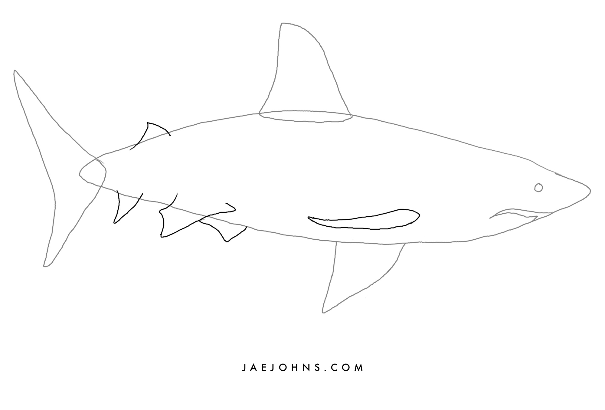 5 Easy Steps to Draw a Shark