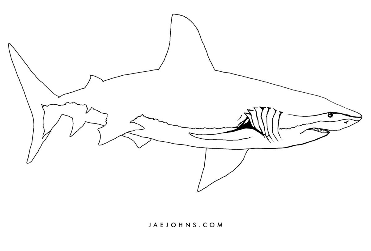 5 Easy Steps to Draw a Shark