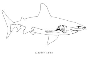 5 Easy Steps to Draw a Shark